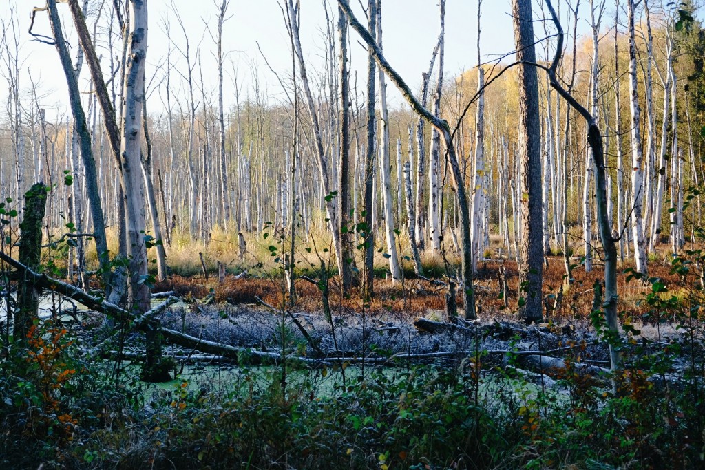 Kulinarische Wanderung zum Gut Temmen · Uckermark