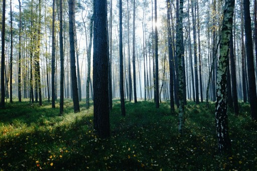 Kulinarische Wanderung zum Gut Temmen · Uckermark