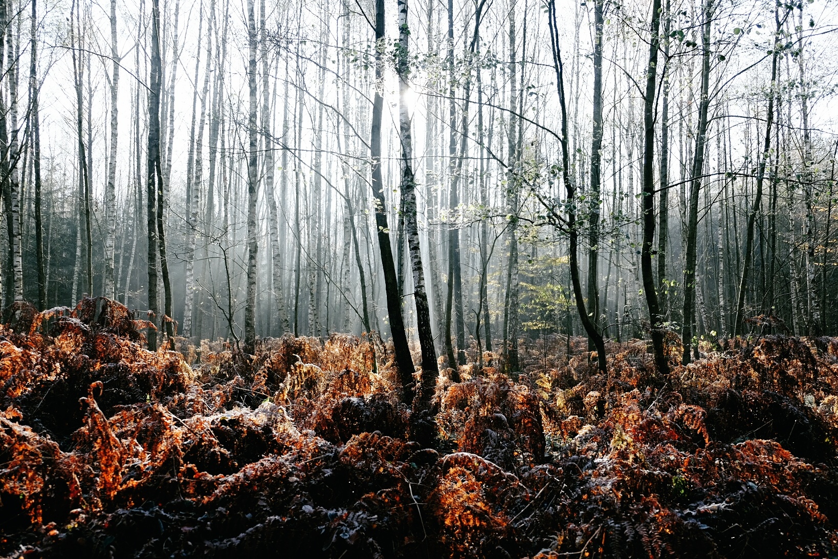 Kulinarische Wanderung zum Gut Temmen · Uckermark
