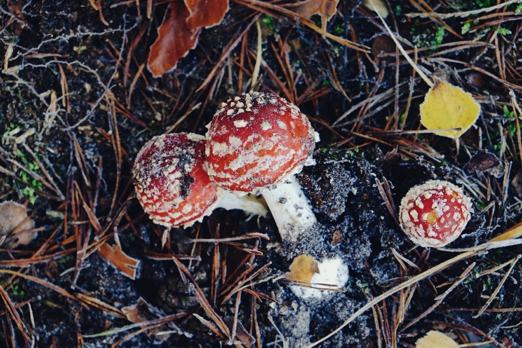 Kulinarische Wanderung zum Gut Temmen · Uckermark