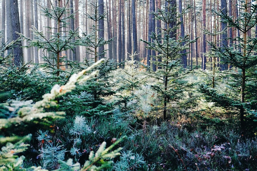 Kulinarische Wanderung zum Gut Temmen · Uckermark