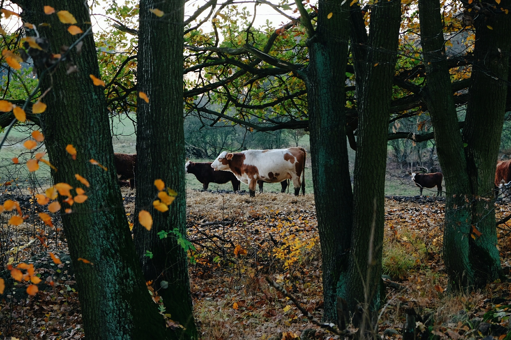Kulinarische Wanderung zum Gut Temmen · Uckermark