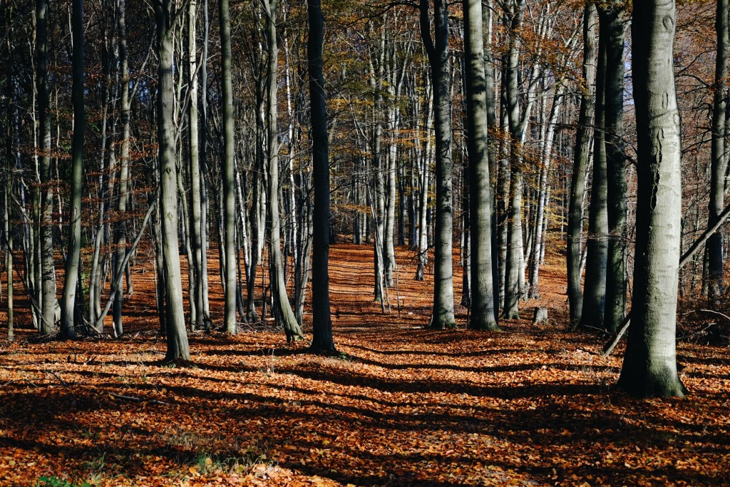 Kulinarische Wanderung zum Gut Temmen · Uckermark