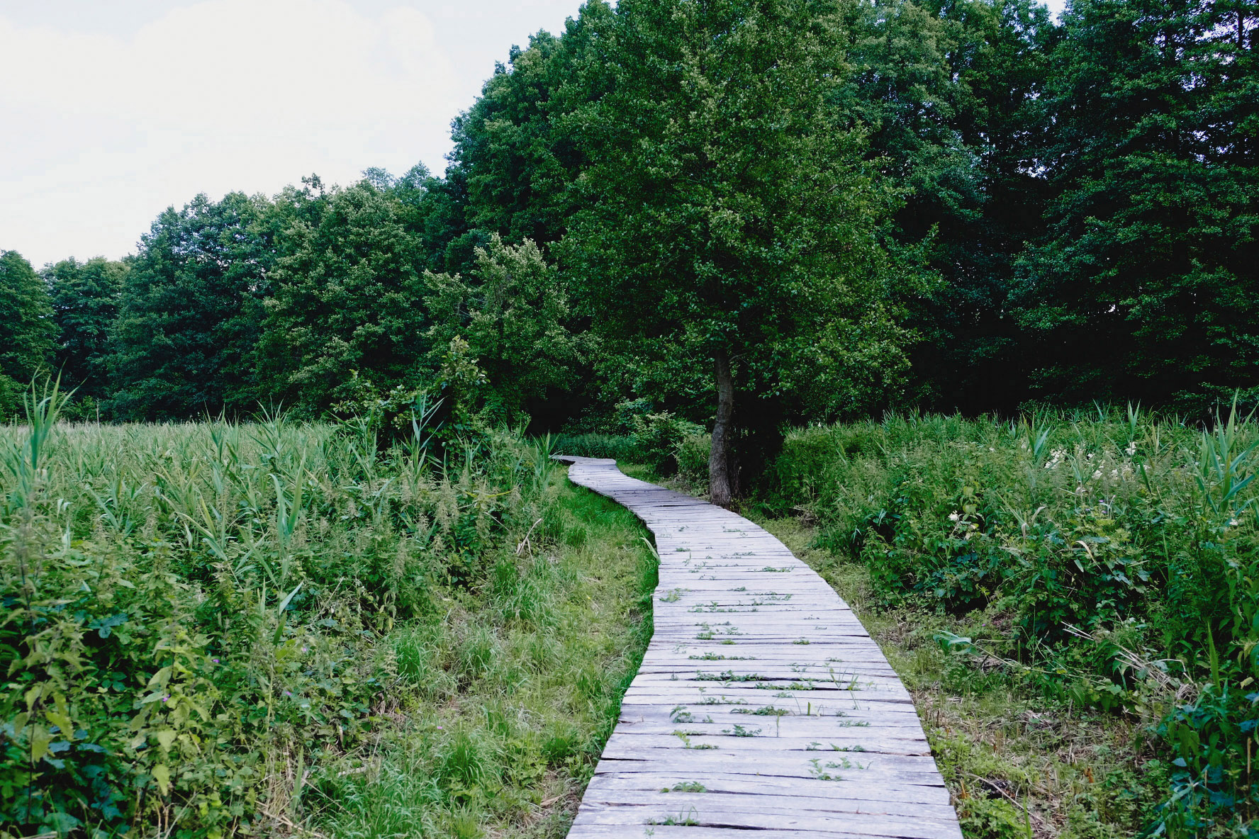 Milch & Moos · Vom Wandern und vom guten Essen · Brandenburg, Berlin — Wanderung ab Bad Saarow ...