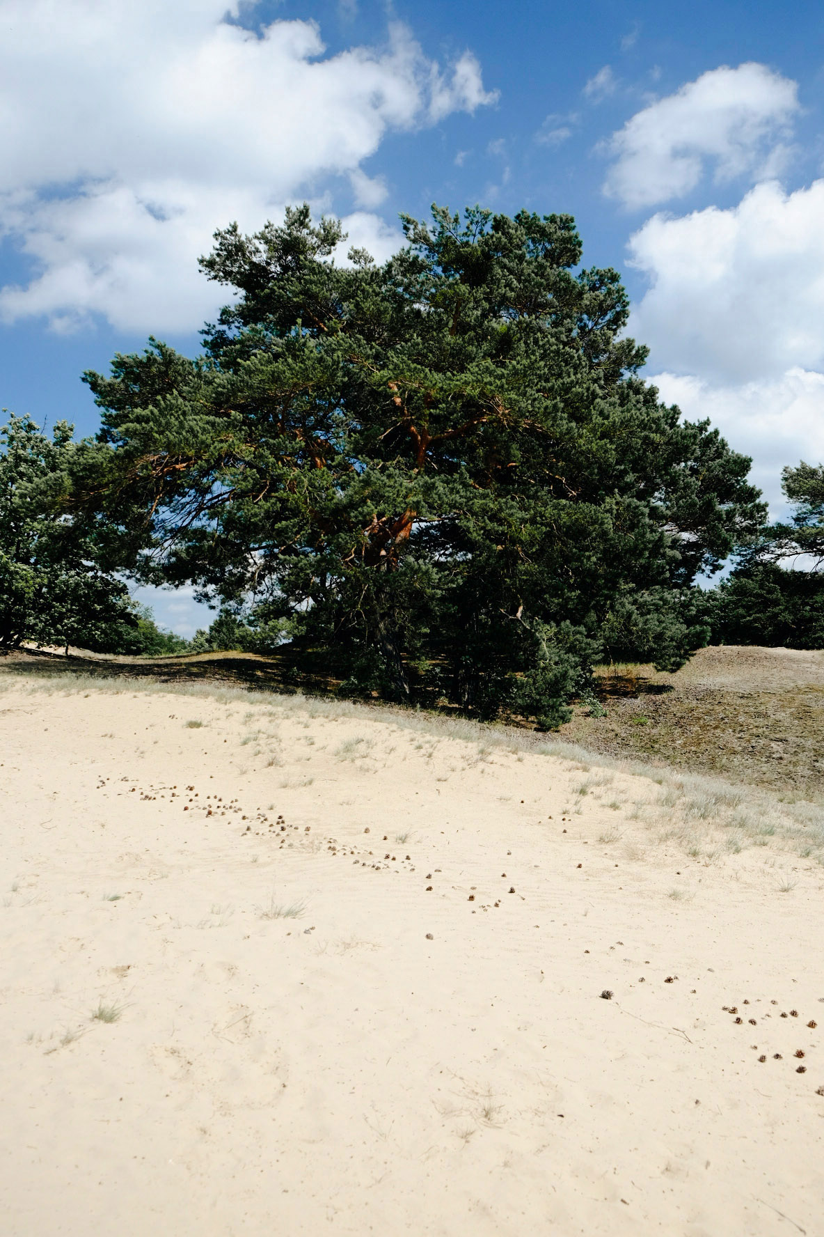 Milch & Moos · Vom Wandern und vom guten Essen · Brandenburg, Berlin — Wanderung ab Bad Saarow ...
