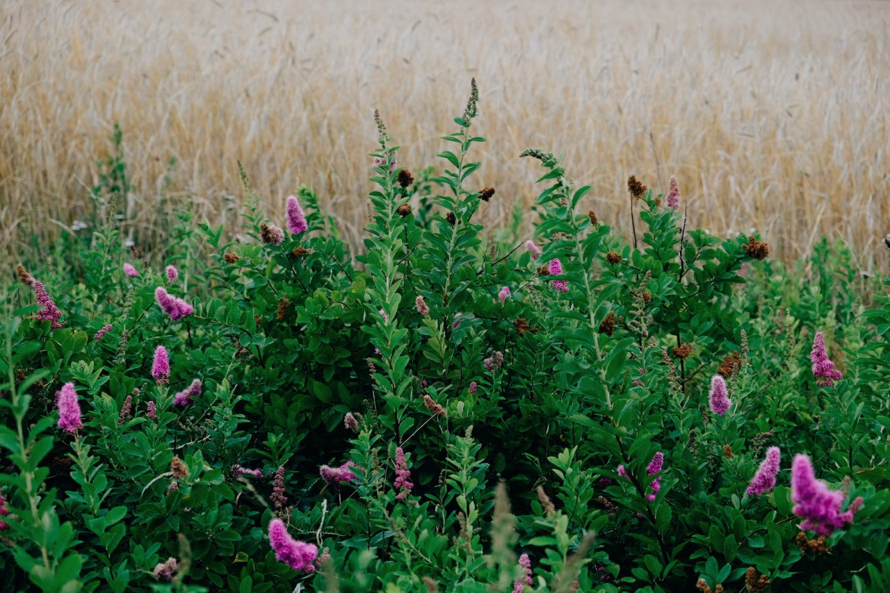 Milch & Moos · Vom Wandern und vom guten Essen · Brandenburg, Berlin — Wanderung ab Bad Saarow ...